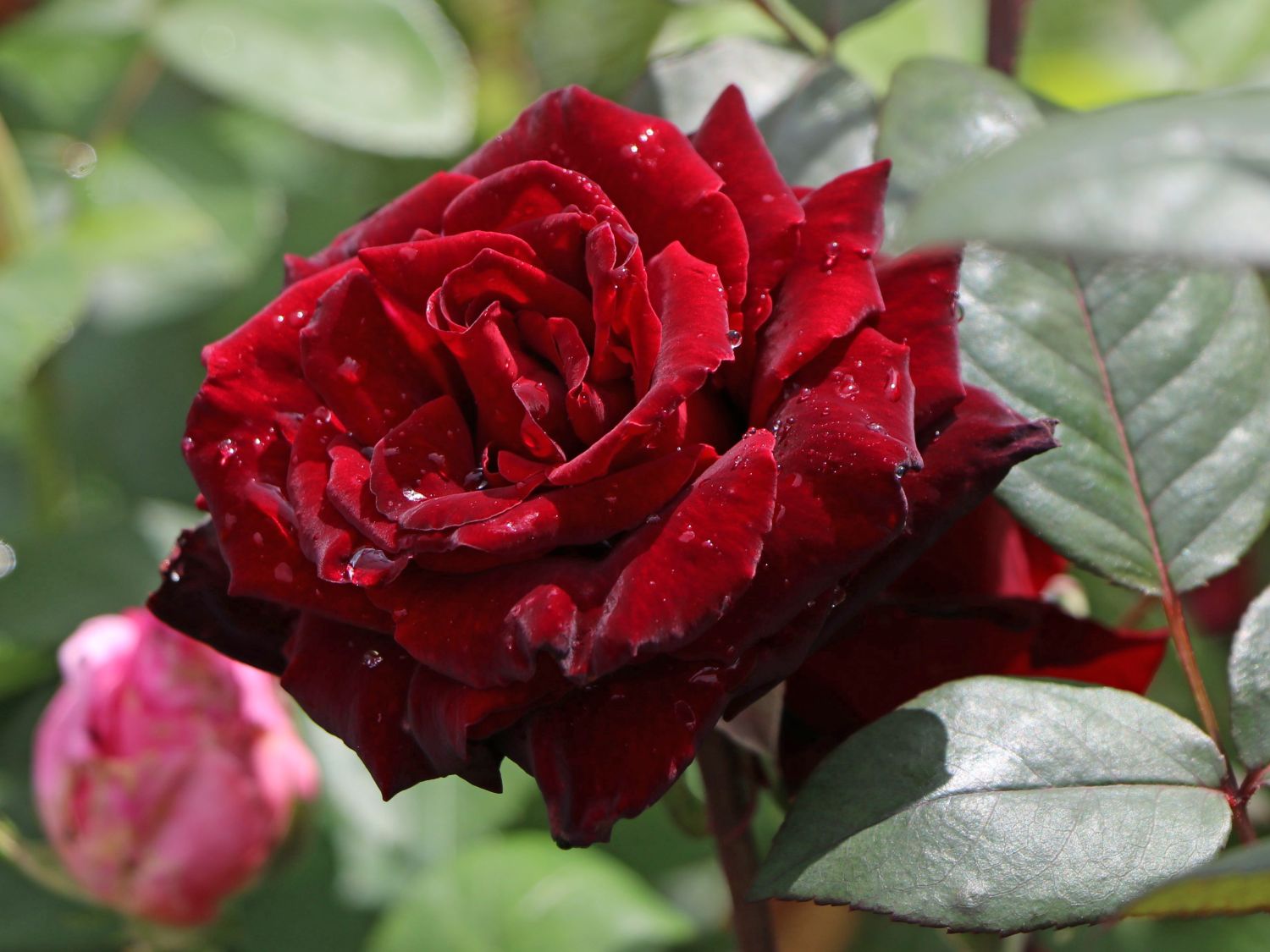 Rote Rosensorten - Romantischer Garten-Klassiker