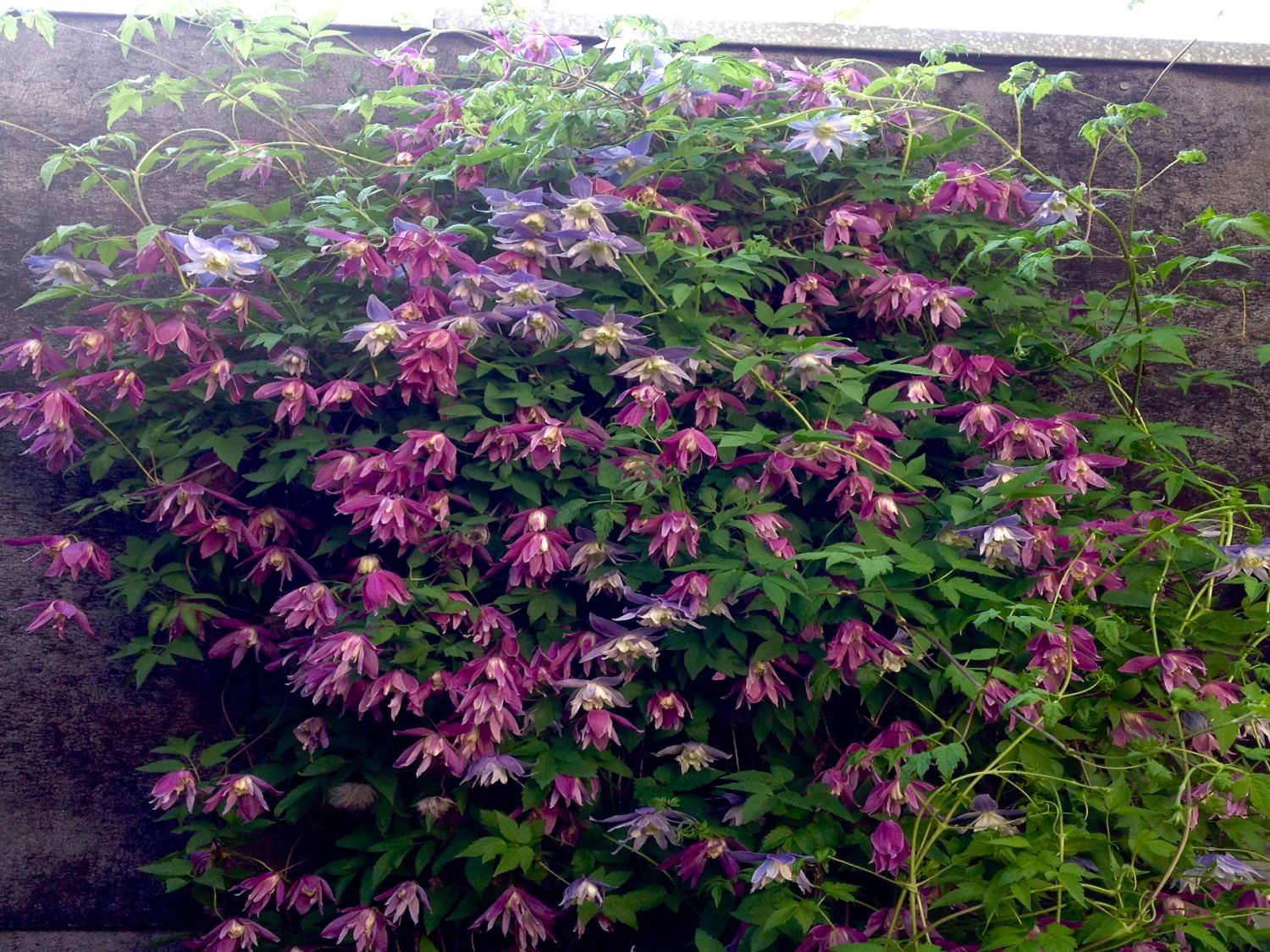 Alpen-Waldrebe 'Ruby' - Clematis alpina 'Ruby' - Baumschule Horstmann