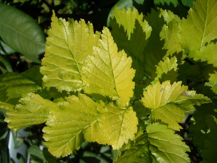 Goldulme 'Wredei' - Ulmus x hollandica 'Wredei' - Baumschule Horstmann
