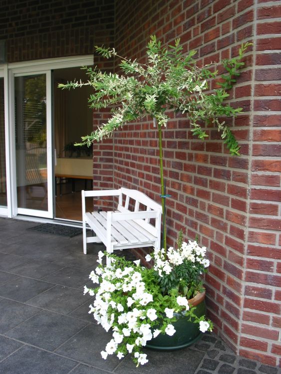 Harlekinweide / Zierweide 'Hakuro Nishiki' - Salix integra 'Hakuro ...