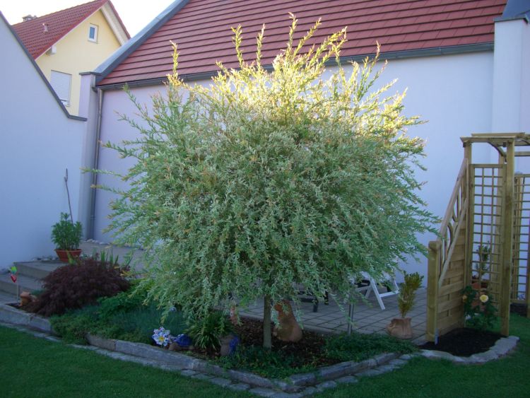 Harlekinweide / Zierweide 'Hakuro Nishiki' - Salix integra 'Hakuro ...