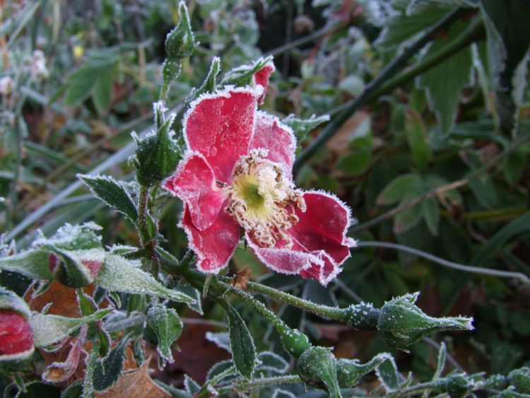 Bodendecker-Rose 'Bassino' ® - Schönste Rosen & Expertenwissen