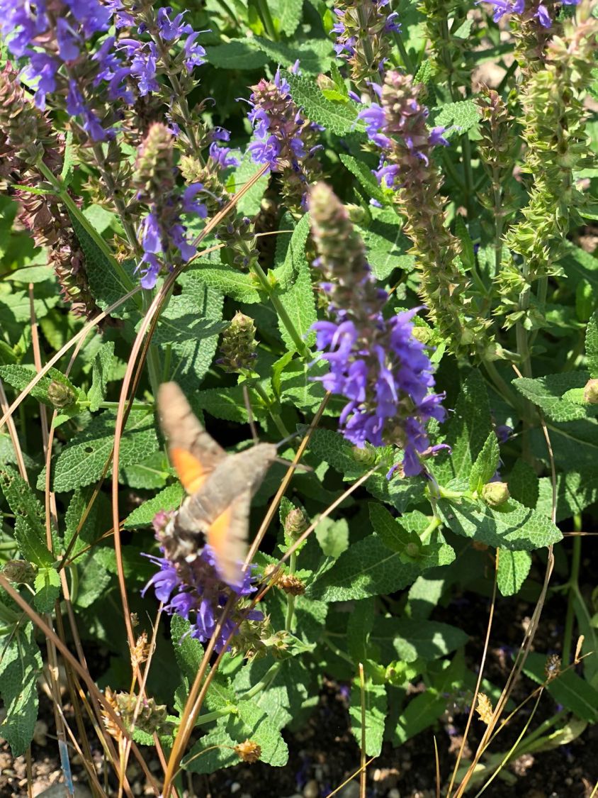 Blüten-Salbei 'Merleau Blue' ® - Schönste Stauden & Expertenwissen