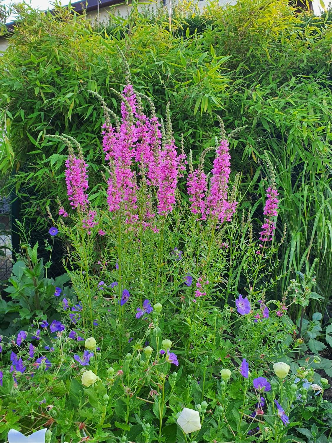 Blut-Weiderich 'Morden Pink' - Schönste Stauden & Expertenwissen