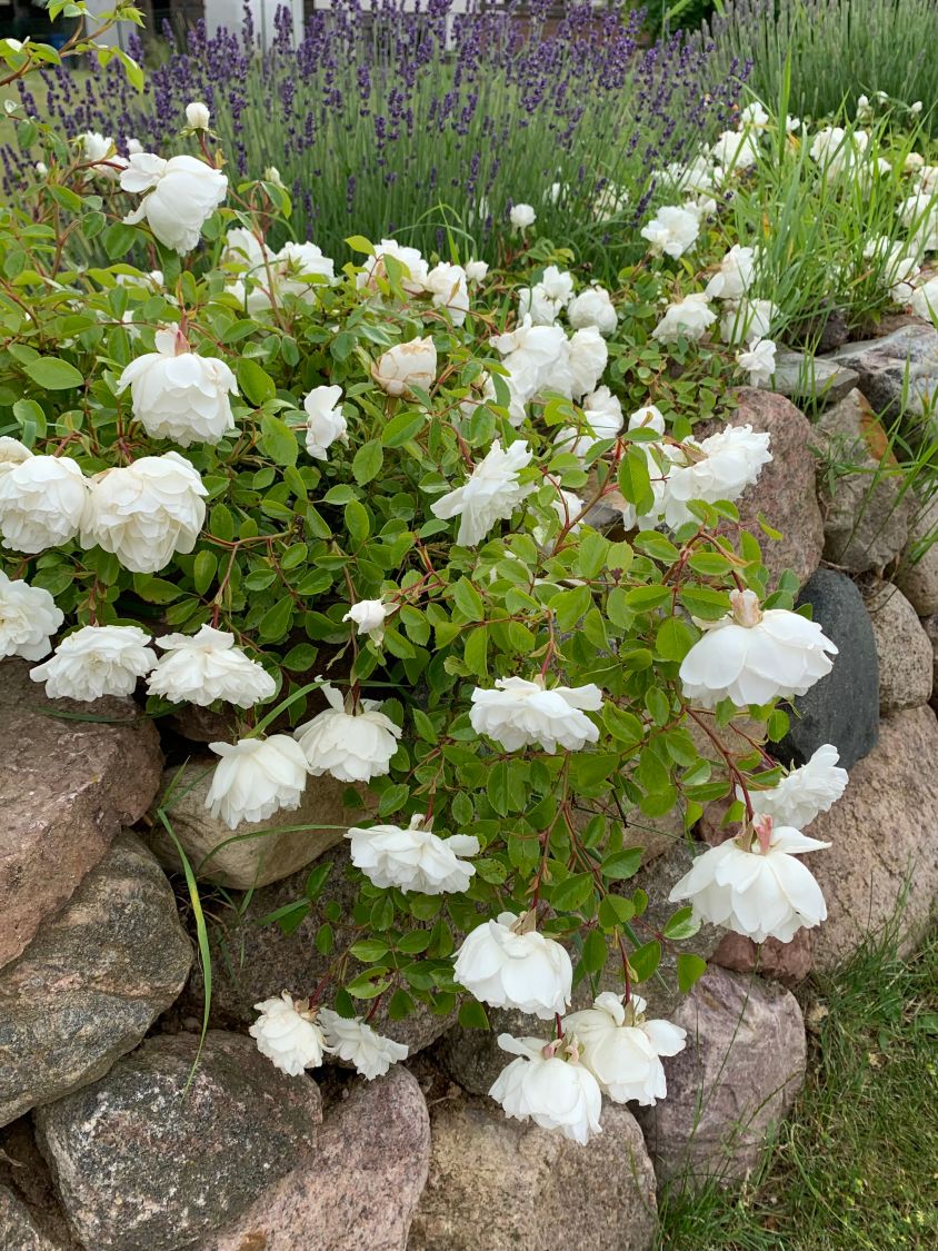 Bodendeckerrose 'Snow Ballet' ® - Schönste Rosen & Expertenwissen