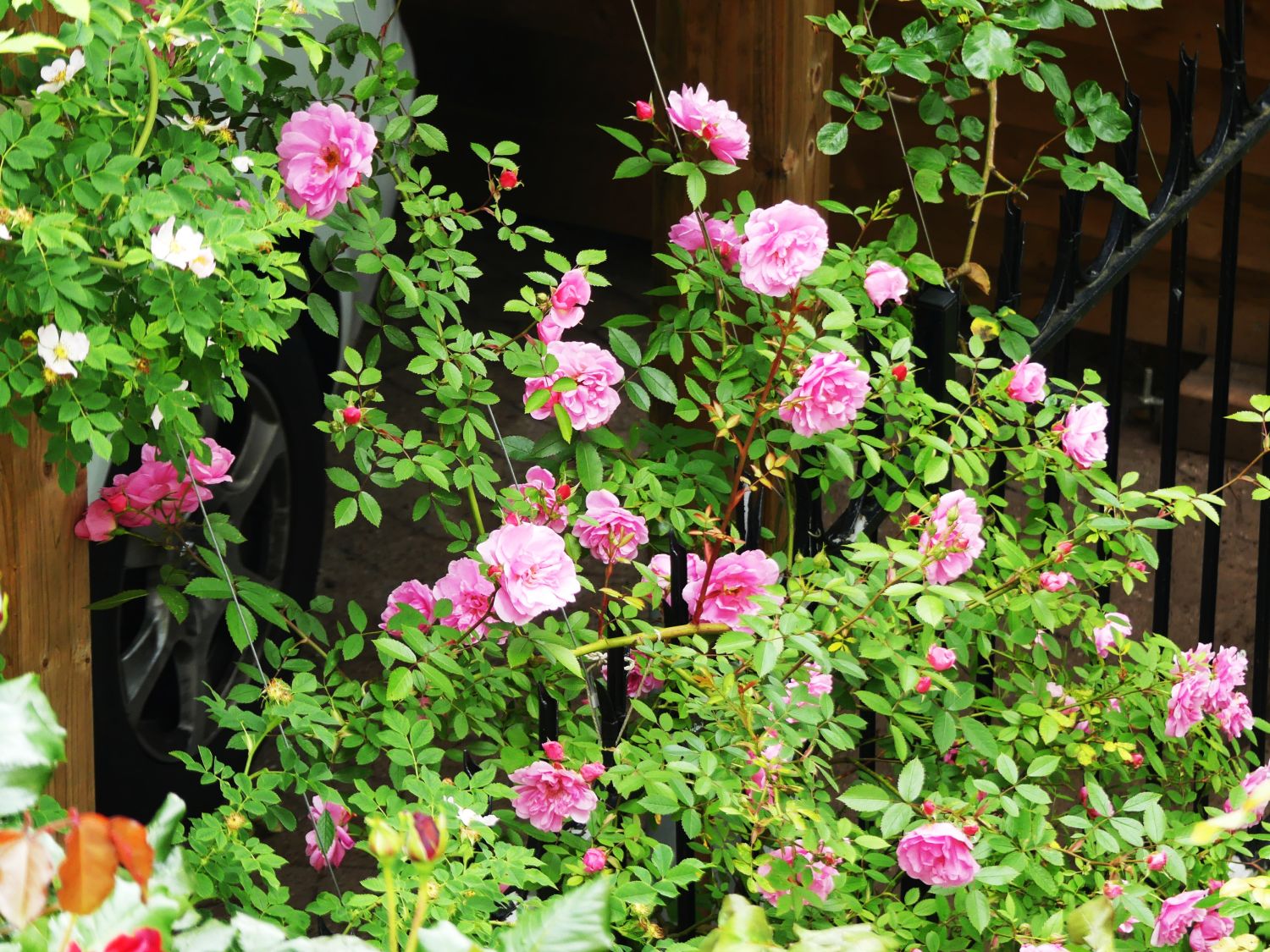 Canadian Explorer Rose 'John Davis' ® - bestes Gärtnerwissen