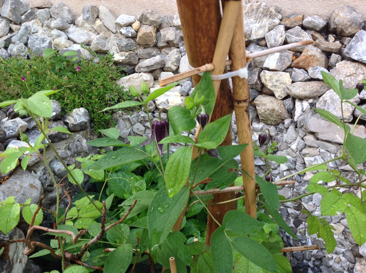 Clematis 'Fascination' - Clematis 'Fascination' - Baumschule Horstmann