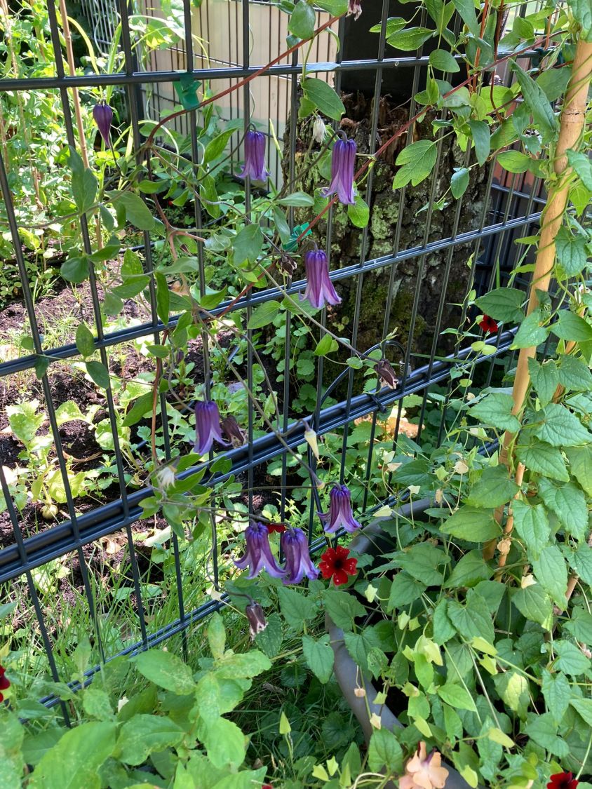 Clematis 'Rooguchi' - Clematis integrifolia 'Rooguchi' - Baumschule ...