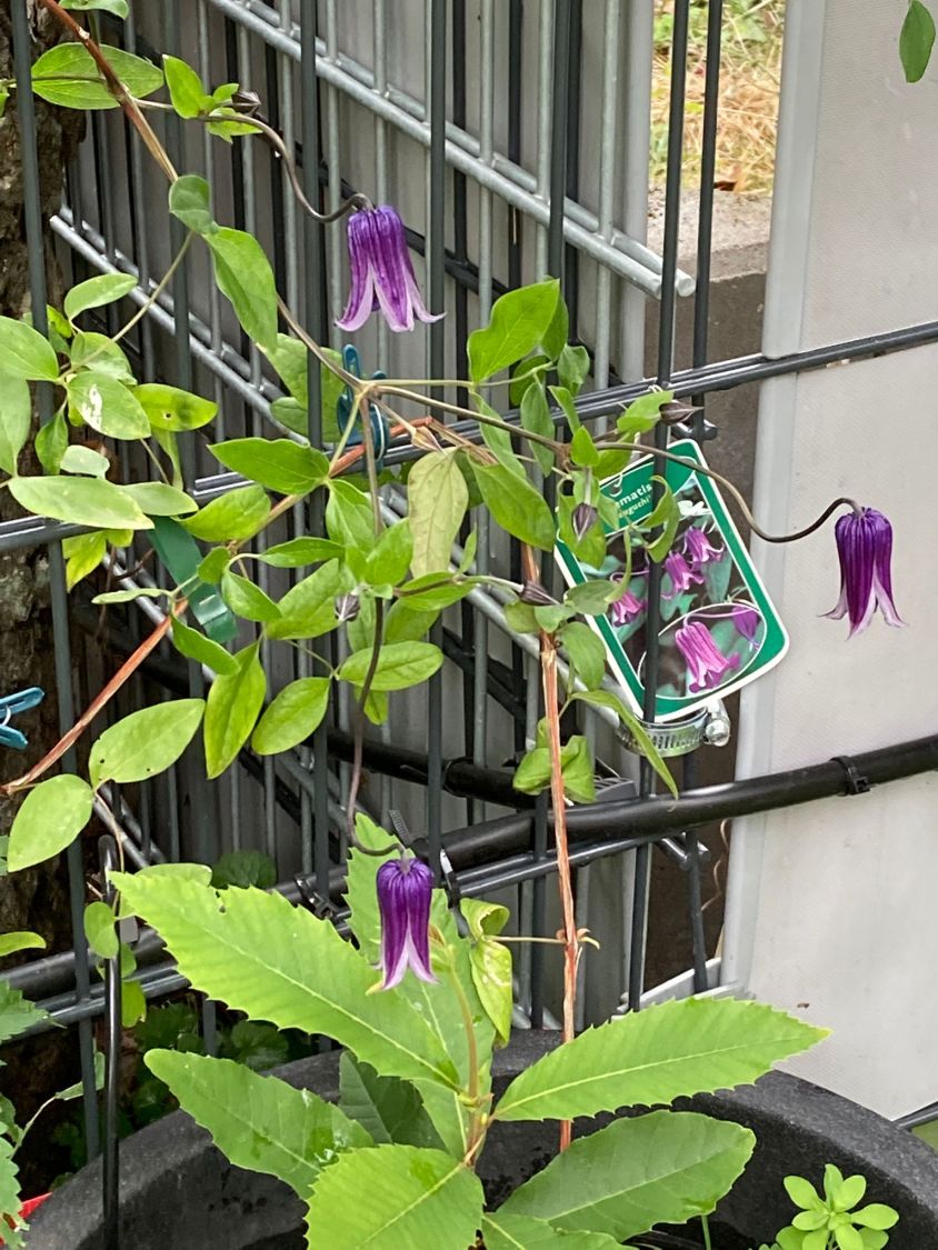Clematis 'Rooguchi' - Clematis integrifolia 'Rooguchi' - Baumschule ...