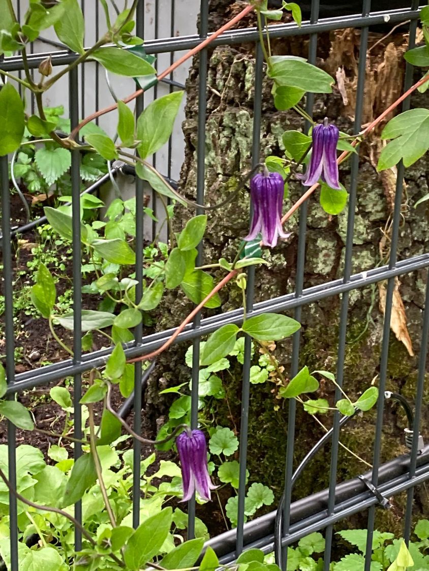 Clematis 'Rooguchi' - Clematis integrifolia 'Rooguchi' - Baumschule ...
