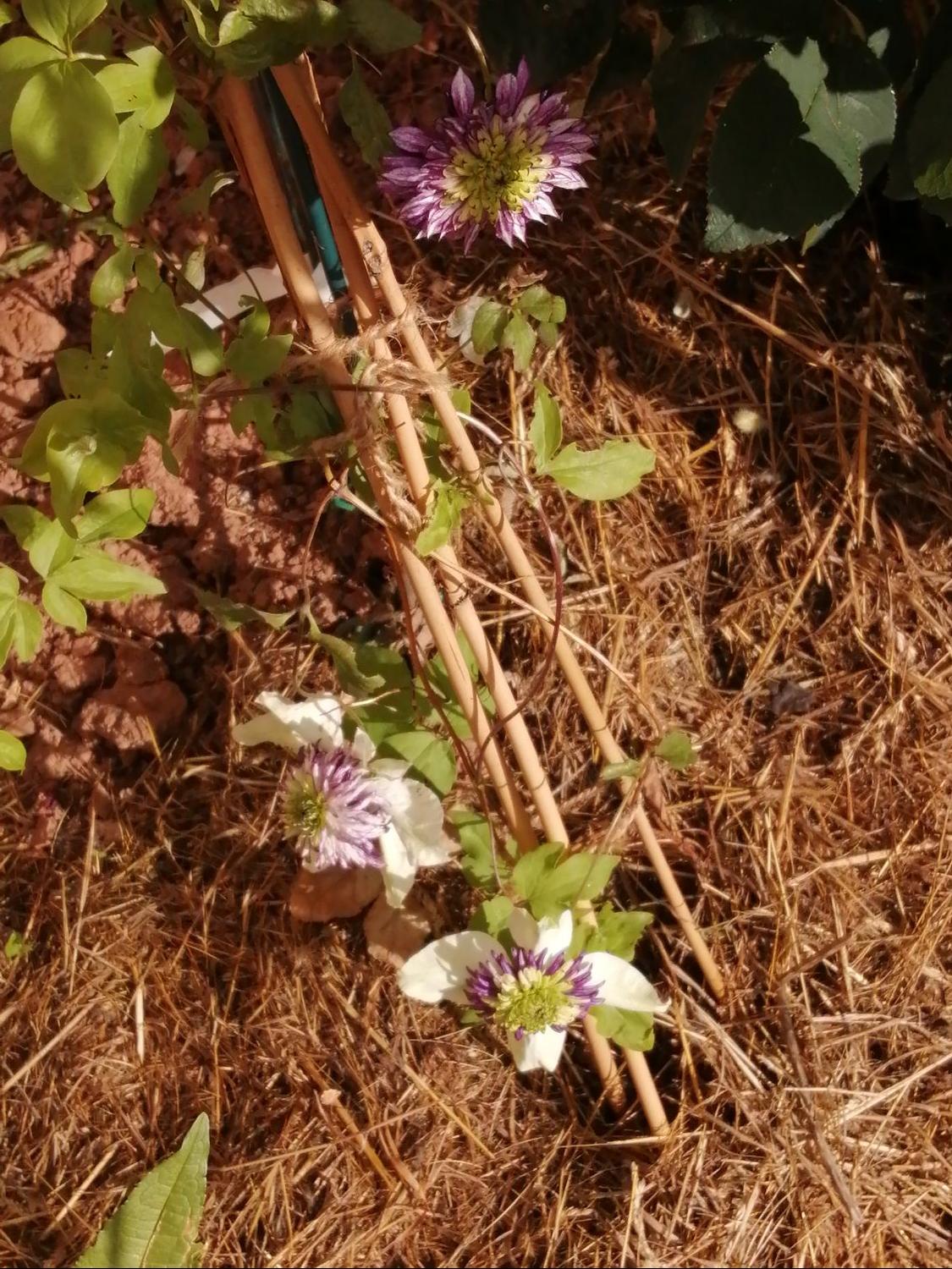 Clematis 'Viennetta' - Clematis florida 'Viennetta' - Baumschule Horstmann