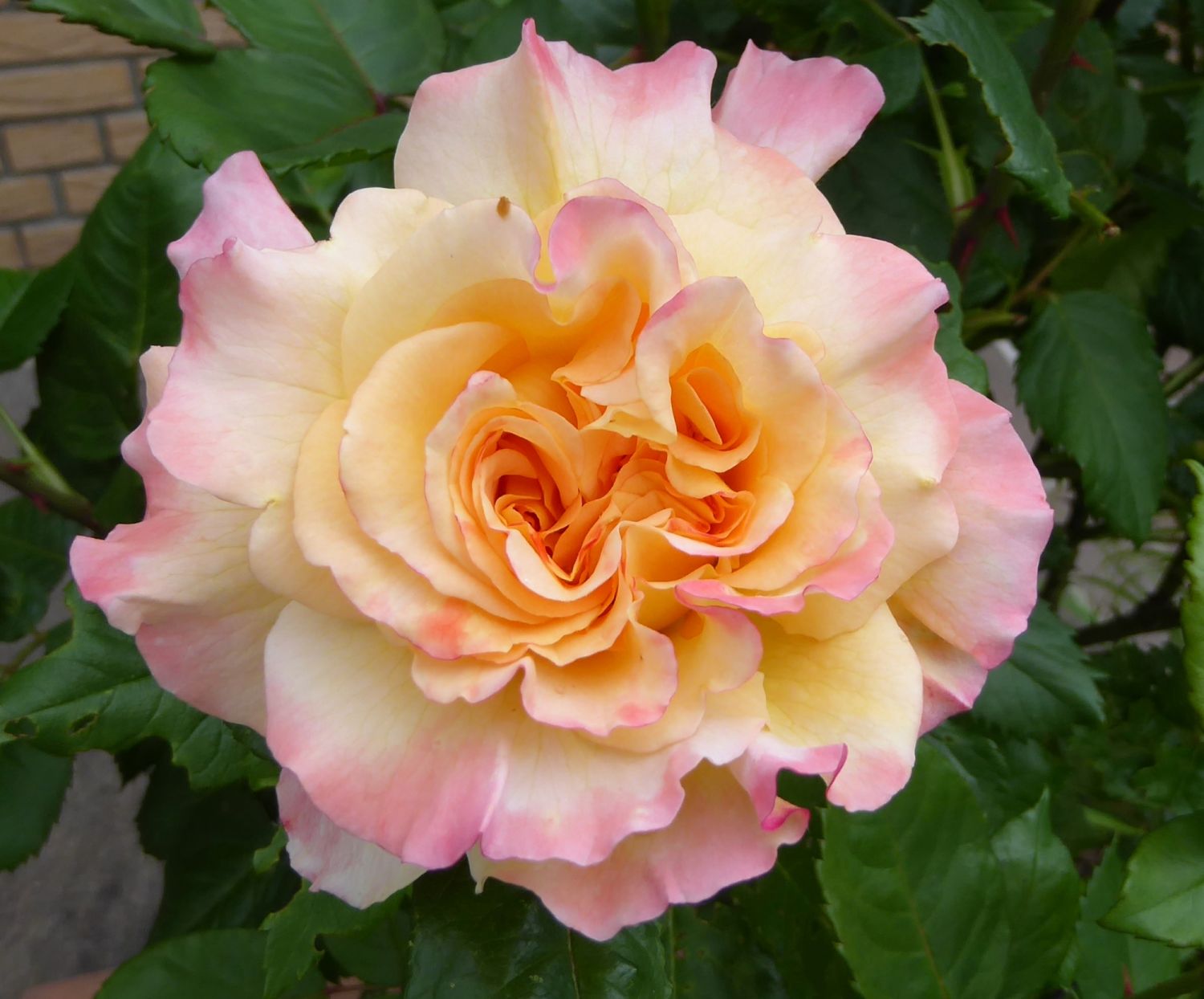 Edelrose 'Aquarell' ® - Alles erfahren über Blüte, Duft & Co.