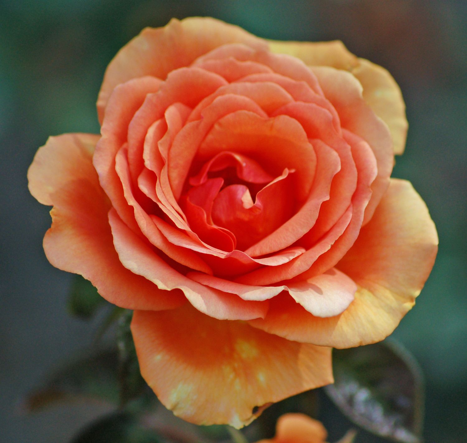 Edelrose 'Ashram' ® - Schönstes Rosen-Sortiment & Expertenwissen