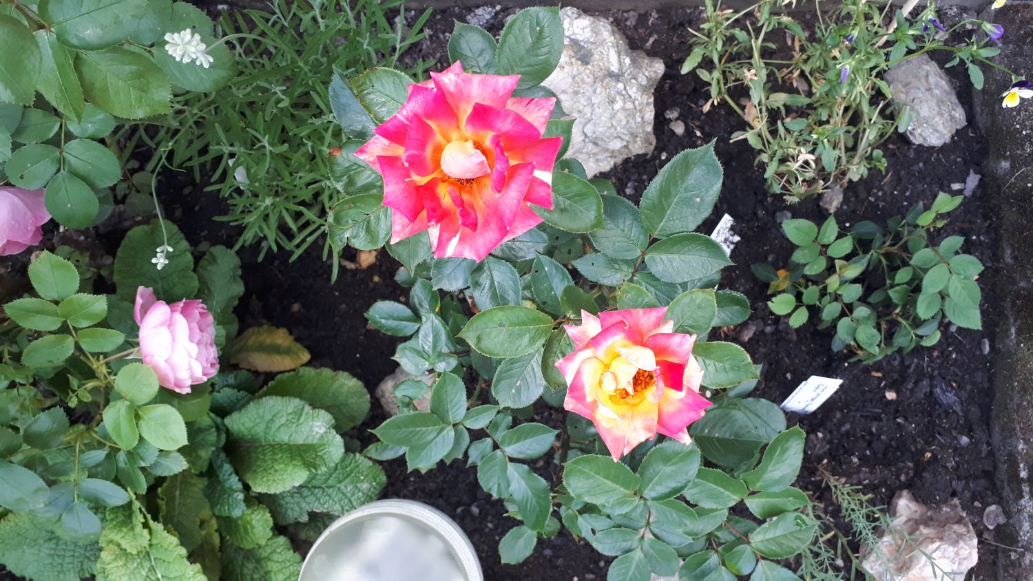 Edelrose 'Caribia' ® - Schönstes Rosen-Sortiment & Expertenwissen