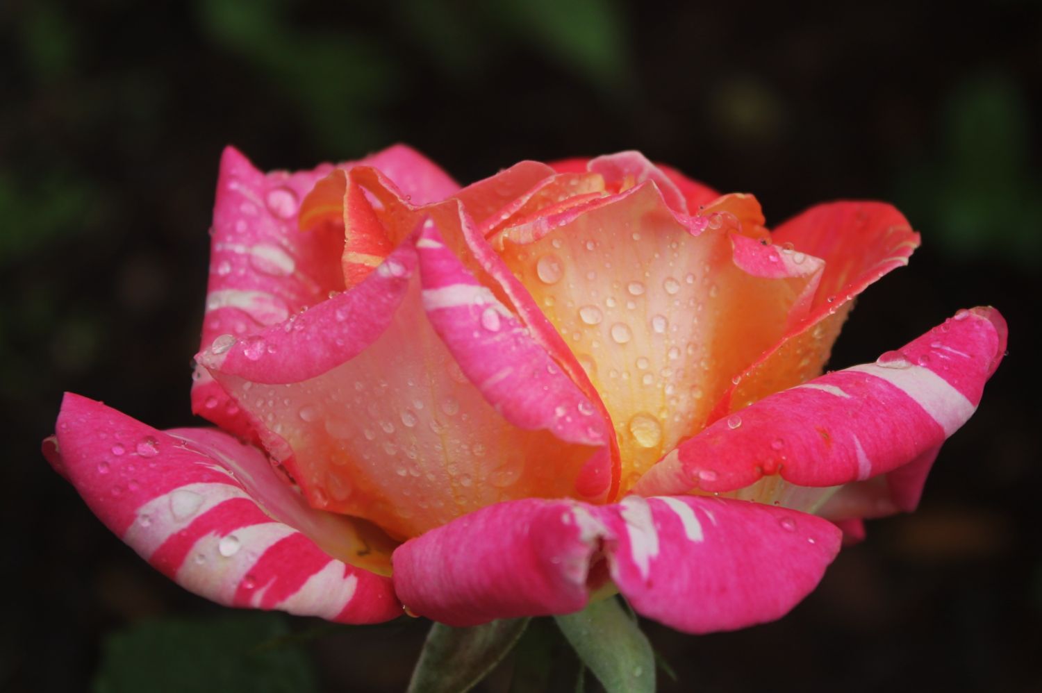 Edelrose 'Caribia' ® - Schönstes Rosen-Sortiment & Expertenwissen