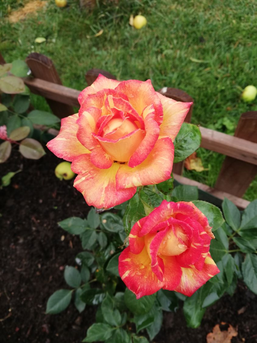 Edelrose 'Caribia' ® - Schönstes Rosen-Sortiment & Expertenwissen