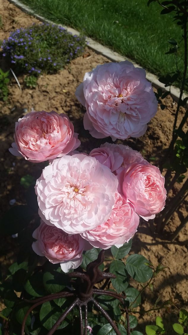 Englische Rose 'The Alnwick ® Rose' - bestes Gärtnerwissen