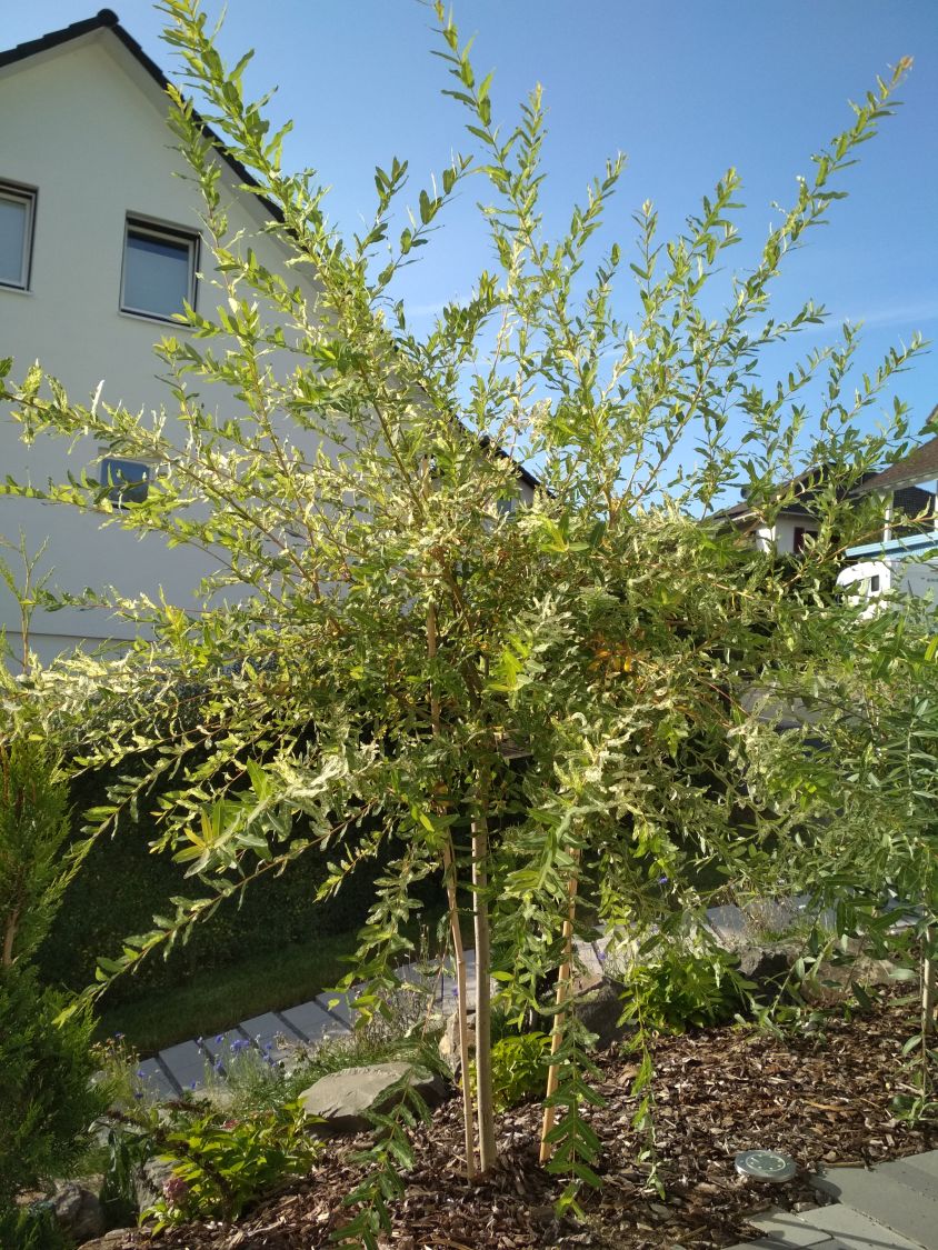 Harlekinweide / Zierweide 'Hakuro Nishiki' - Salix integra 'Hakuro ...