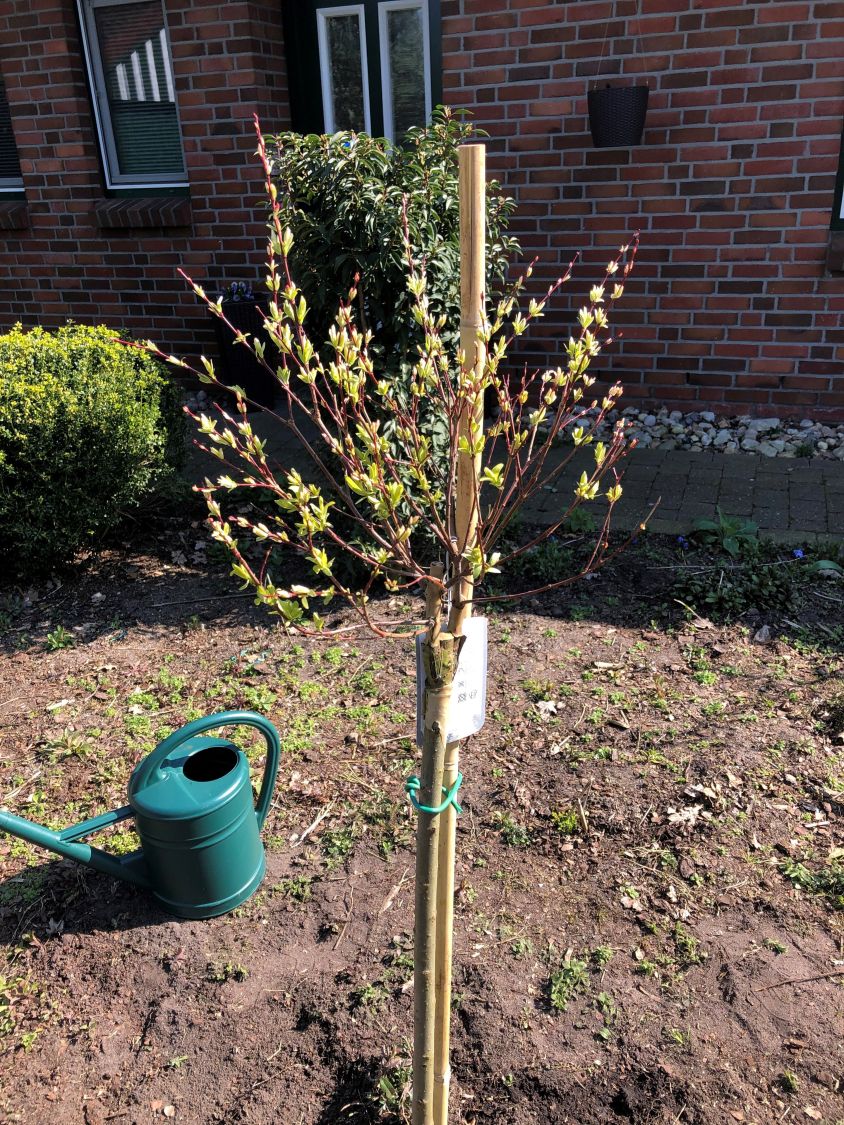 Harlekinweide / Zierweide 'Hakuro Nishiki' - Salix integra 'Hakuro ...