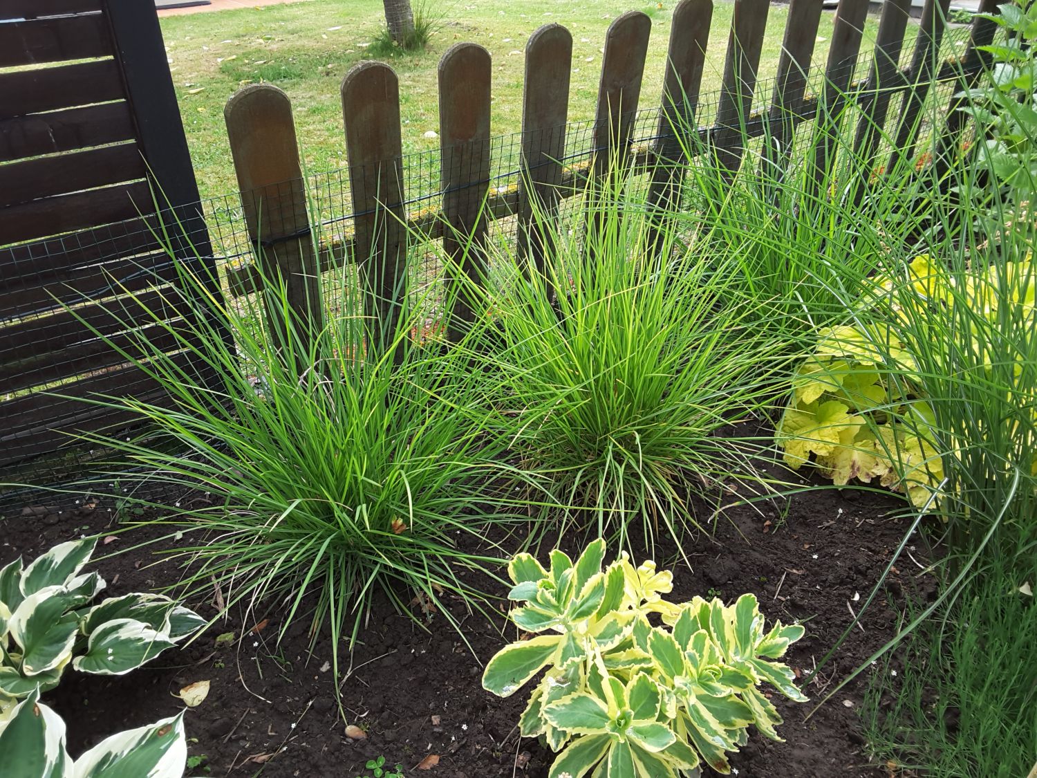 Herbst Blaugras (Sesleria autumnalis) für Deinen Garten!