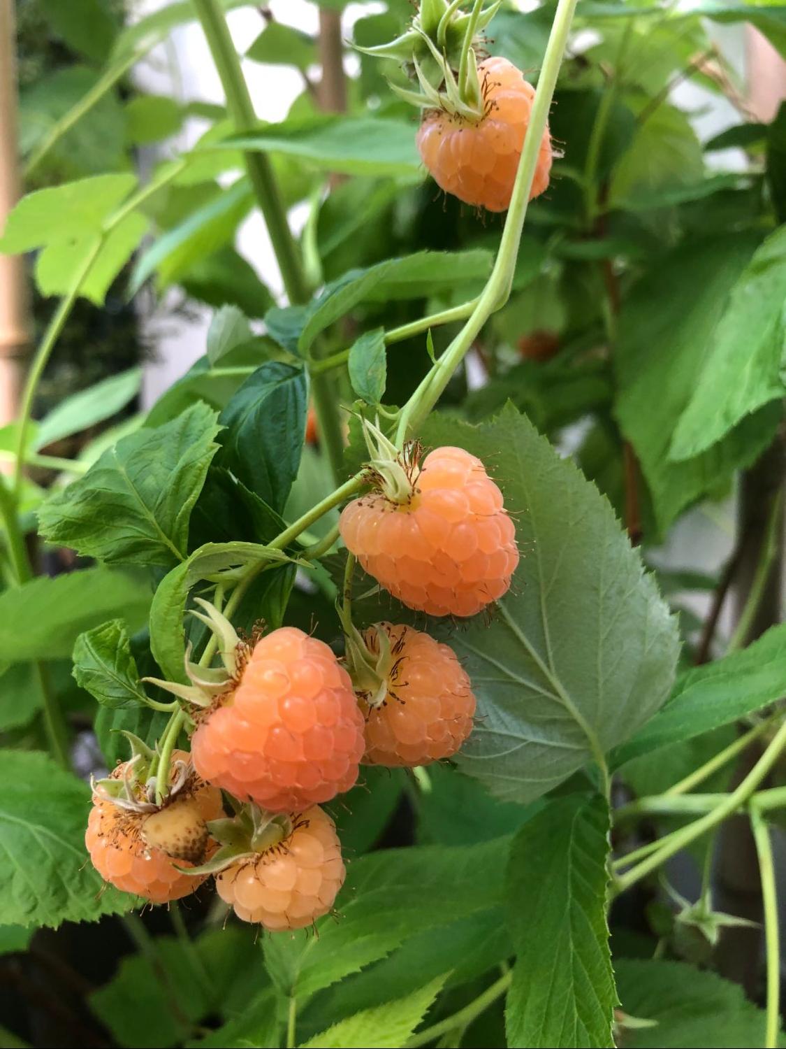 Himbeere 'Autumn Amber' ® - Rubus idaeus 'Autumn Amber' ® - Baumschule ...