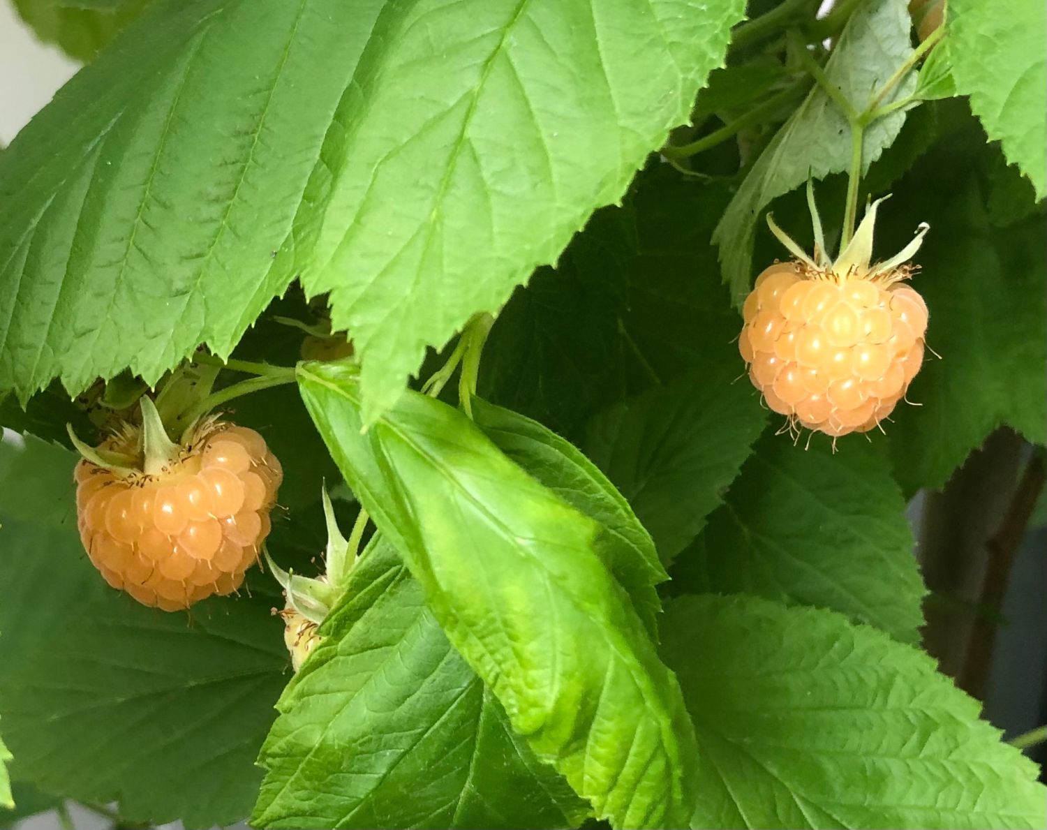 Himbeere 'Autumn Amber' ® - Rubus idaeus 'Autumn Amber' ® - Baumschule ...