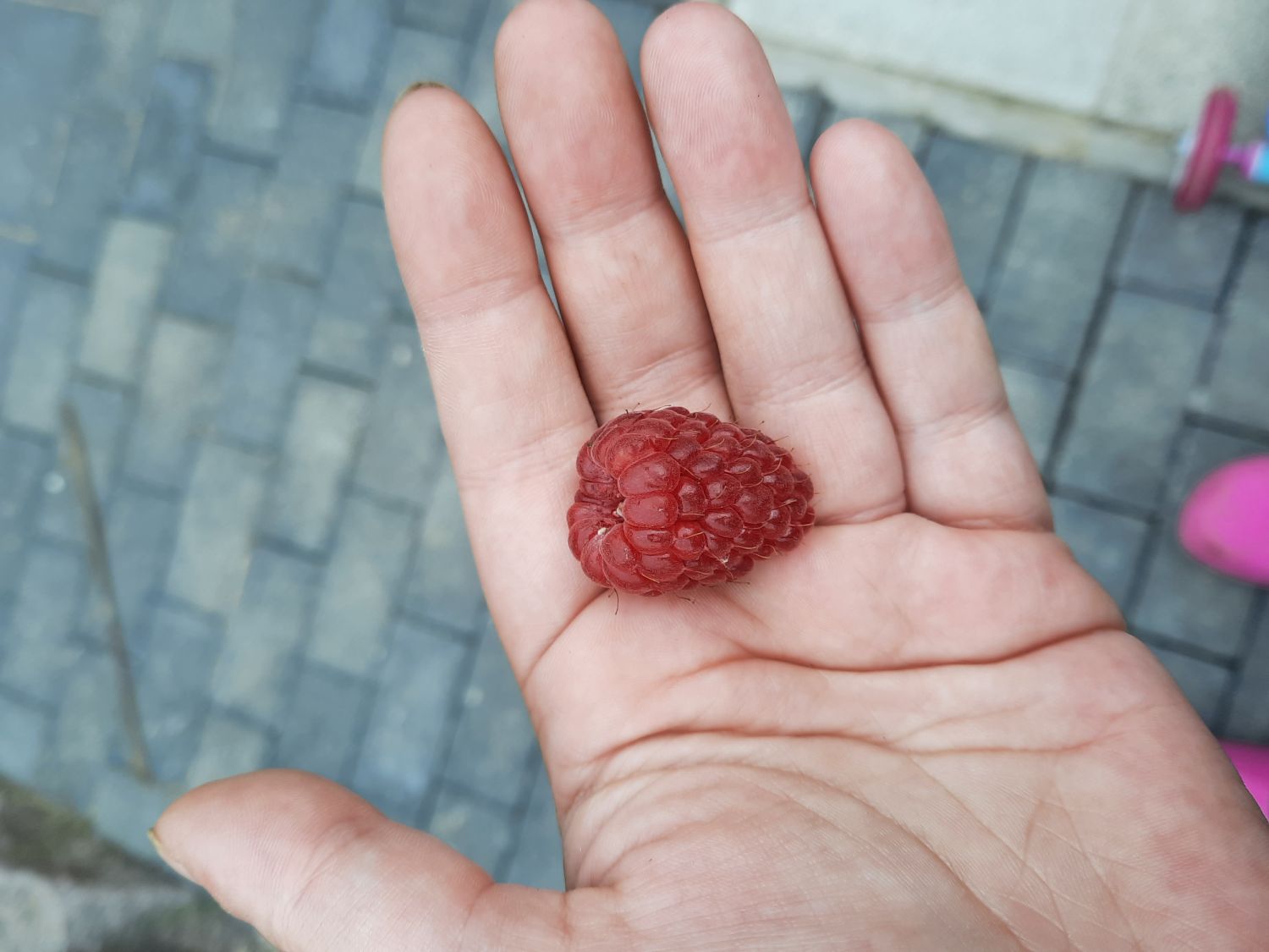 Himbeere 'Himbo-Top' ® - Rubus idaeus 'Himbo-Top' ® - Baumschule Horstmann