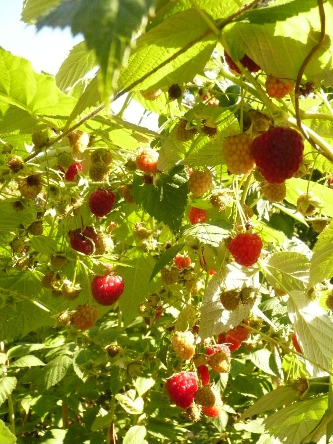 Himbeere 'Himbo-Top' ® - Rubus idaeus 'Himbo-Top' ® - Baumschule Horstmann