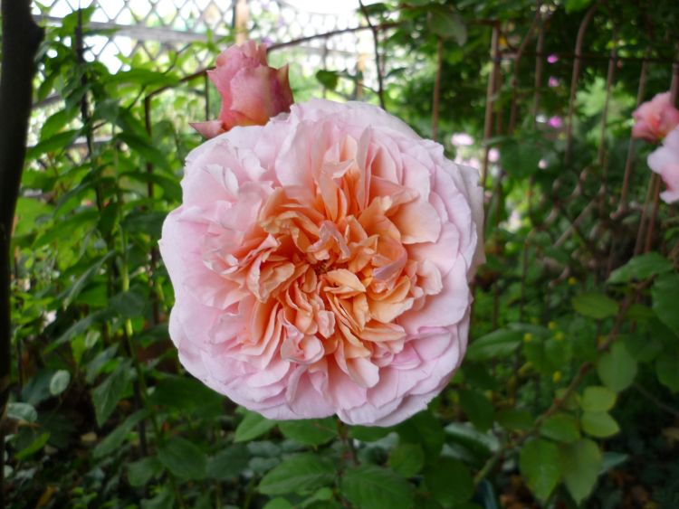 Guillot Rose 'Versigny' ® - Alles erfahren über Blüte, Duft & Co.