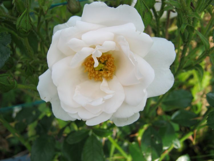 Kletterrose 'Hella' - Schönstes Rosen-Sortiment & Expertenwissen