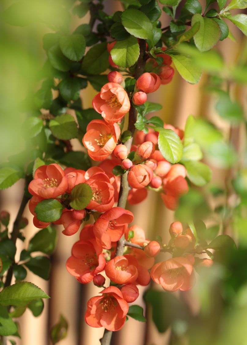 Japanische Zierquitte / Niedrige Scheinquitte - Chaenomeles japonica ...