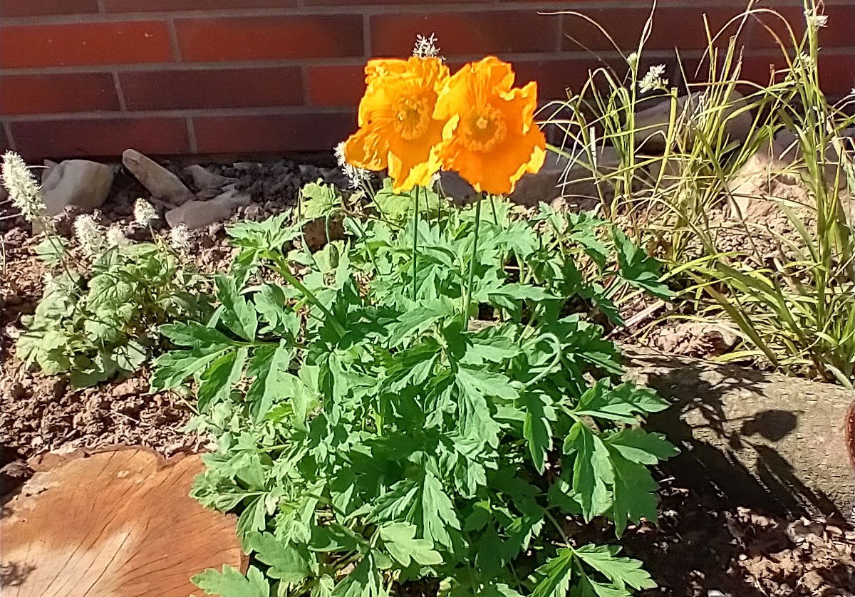 Kambrischer Scheinmohn (Meconopsis cambrica) | Stauden-Wissen