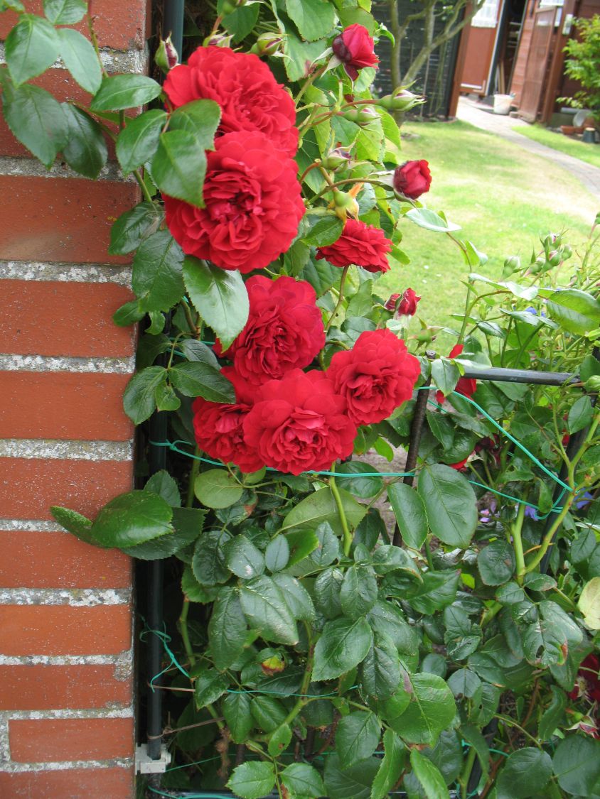 Kletterrose 'Belkanto' ® - Finde Deine neue Rose + Online Ratgeber