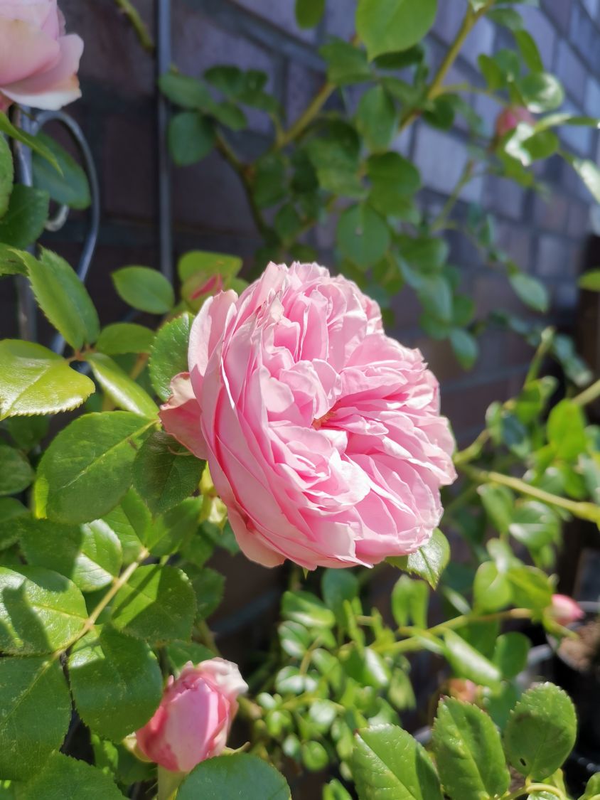 Kletterrose 'Giardina' ® - Finde Deine neue Rose + Online Ratgeber