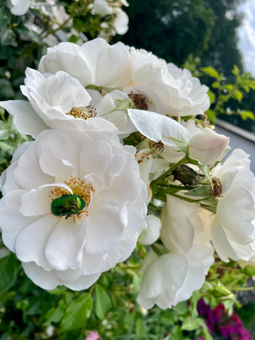 Kletterrose 'Hella' - Schönstes Rosen-Sortiment & Expertenwissen