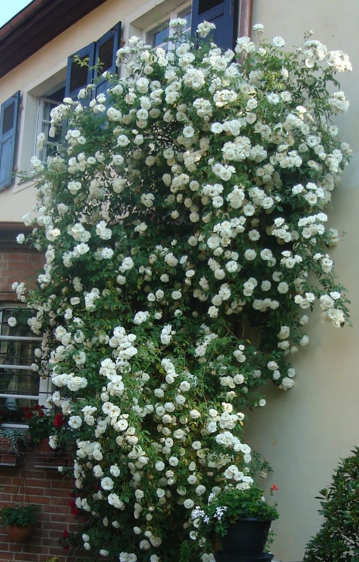 Kletterrose 'Hella' - Schönstes Rosen-Sortiment & Expertenwissen