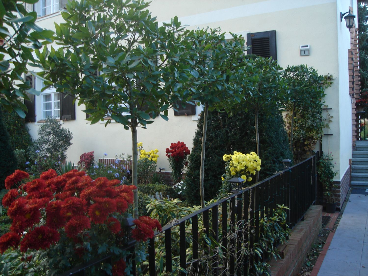 Echter Lorbeer - Laurus nobilis - Baumschule Horstmann