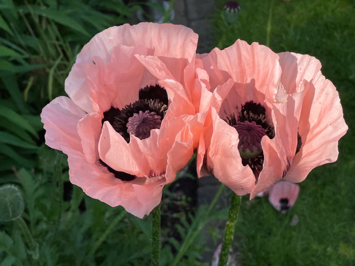 Orientalischer Mohn 'Princ. Victoria Louise' für Deinen Garten!