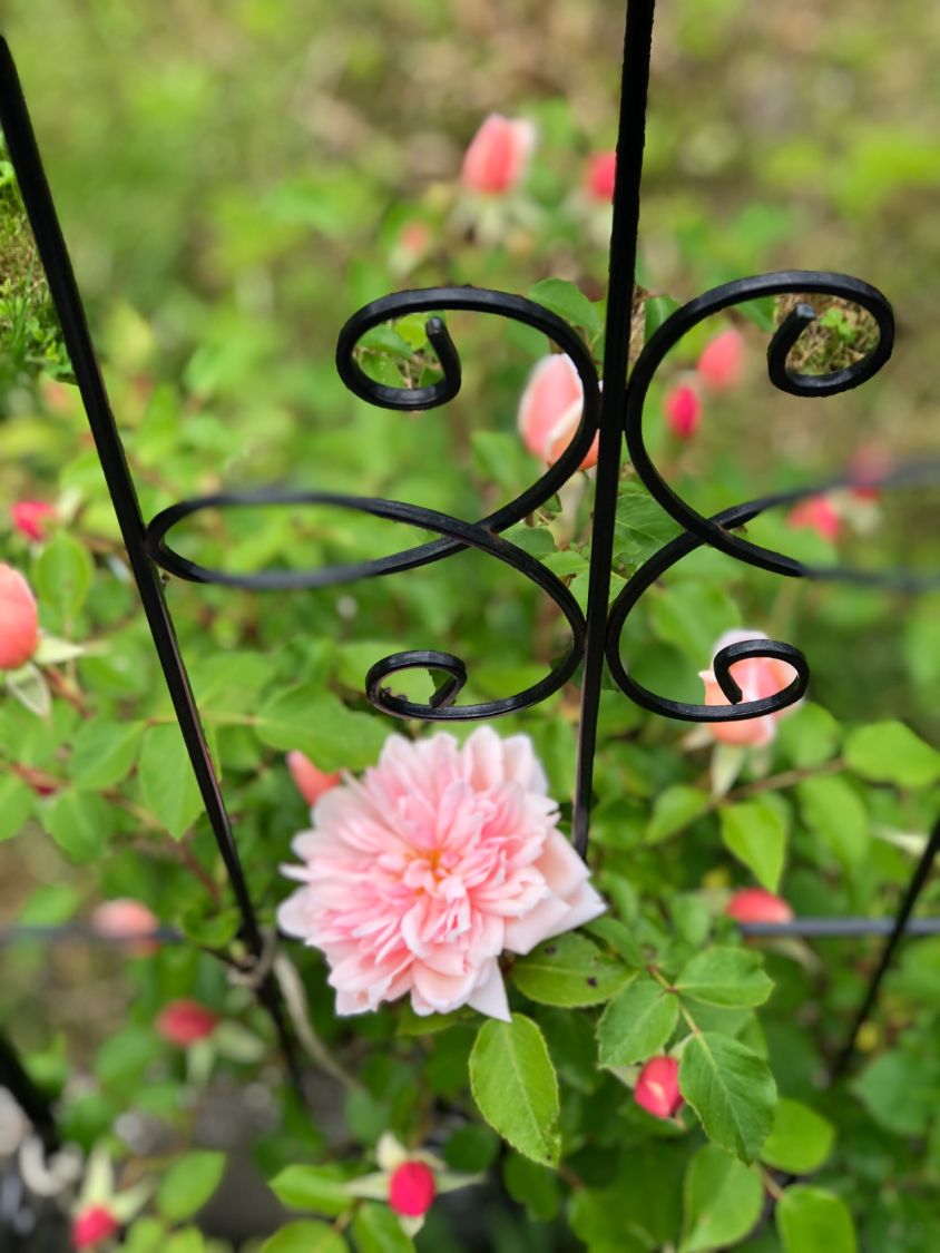 Ramblerrose 'Albertine' - Alles erfahren über Blüte, Duft & Co.