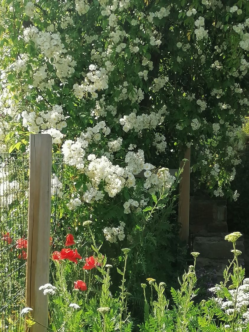 Ramblerrose 'Bobby James' - Schönste Rosen & Expertenwissen