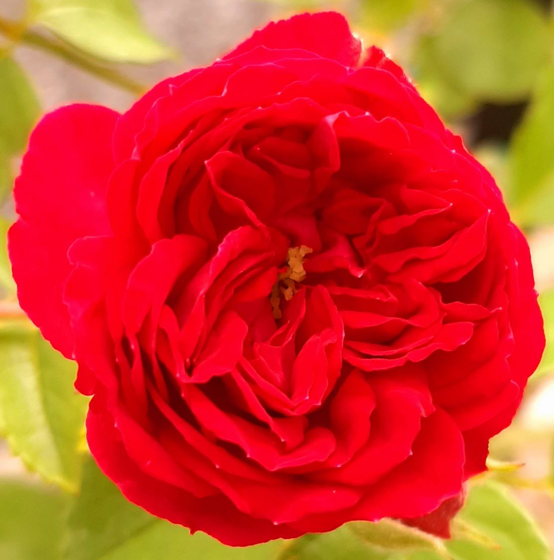 Ramblerrose 'Chevy Chase' - Schönste Rosen & Expertenwissen