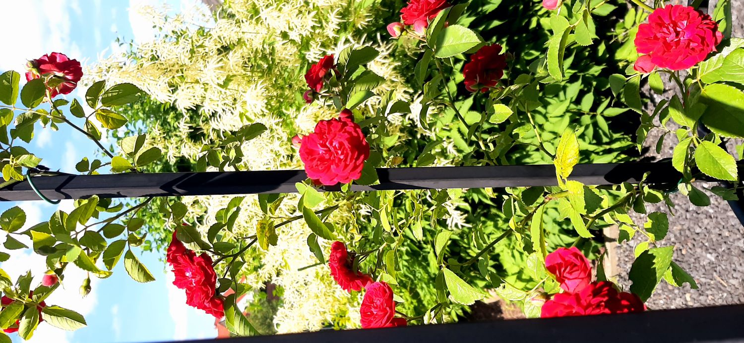 Ramblerrose 'Chevy Chase' - Schönste Rosen & Expertenwissen