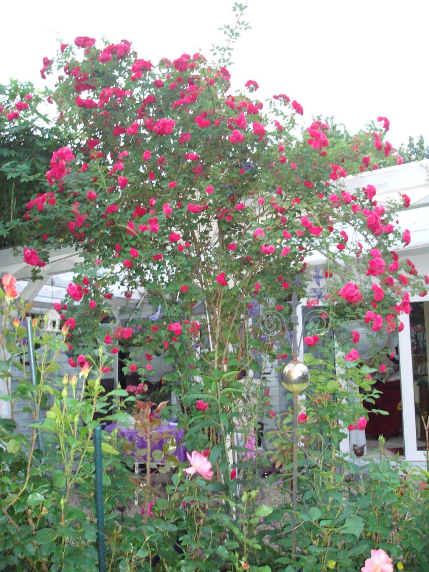 Ramblerrose 'Chevy Chase' - Schönste Rosen & Expertenwissen