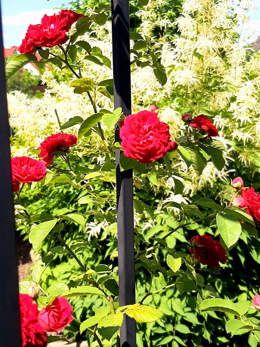 Ramblerrose 'Chevy Chase' - Schönste Rosen & Expertenwissen