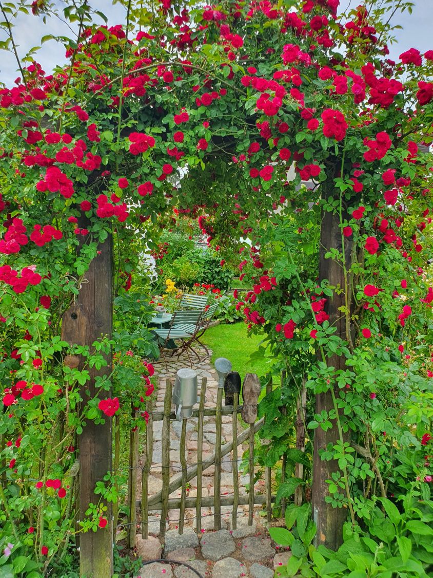 Ramblerrose 'Chevy Chase' - Schönste Rosen & Expertenwissen