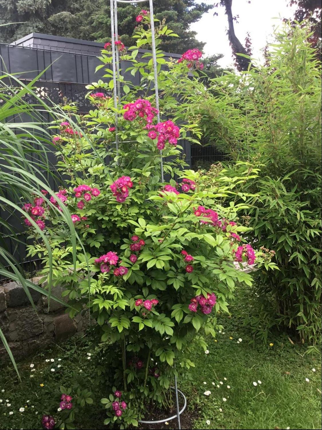 Ramblerrose 'Perennial Blue' - Schönste Rosen & Expertenwissen