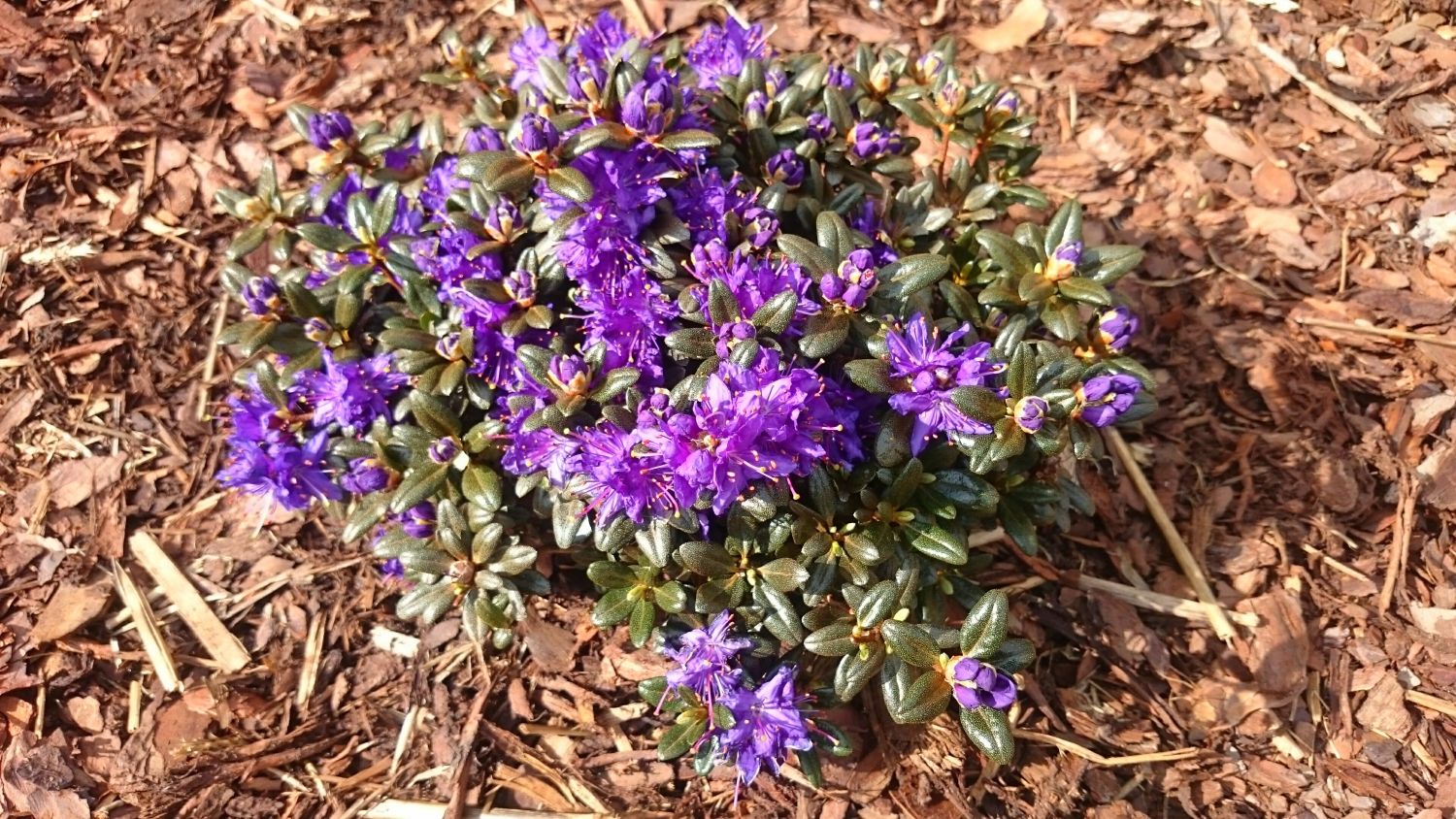 Rhododendron 'Compactum' - Rhododendron russatum 'Compactum ...