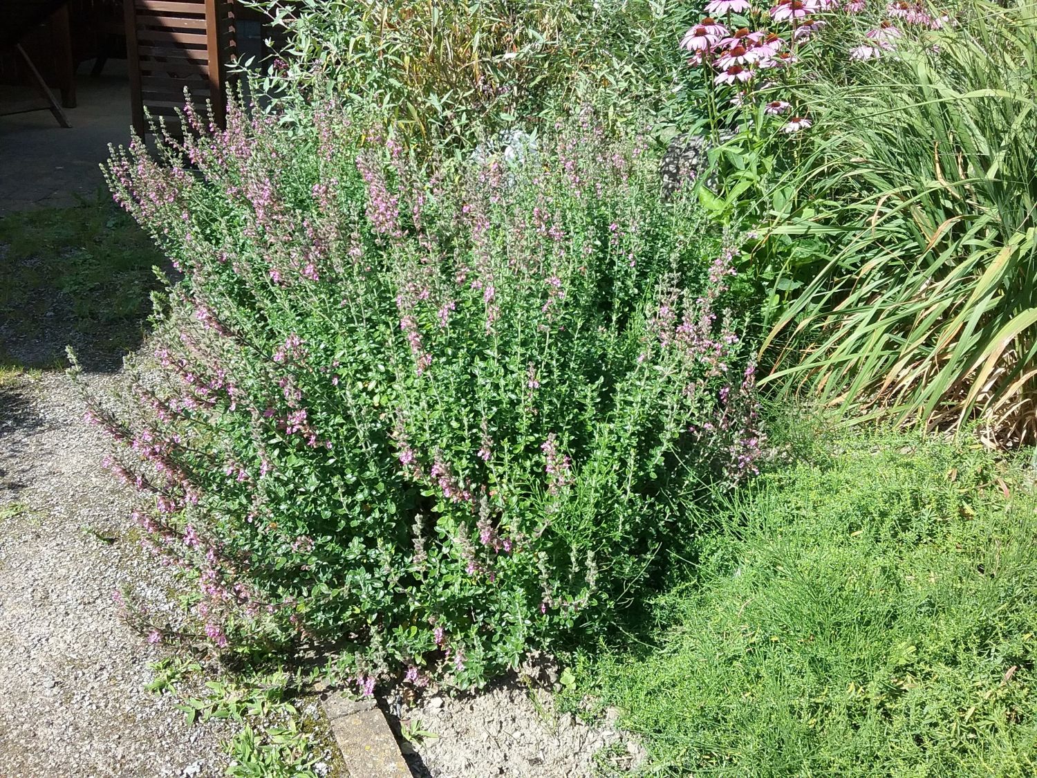 Rosa Edel-Gamander (Teucrium chamaedrys) für Deinen Garten!
