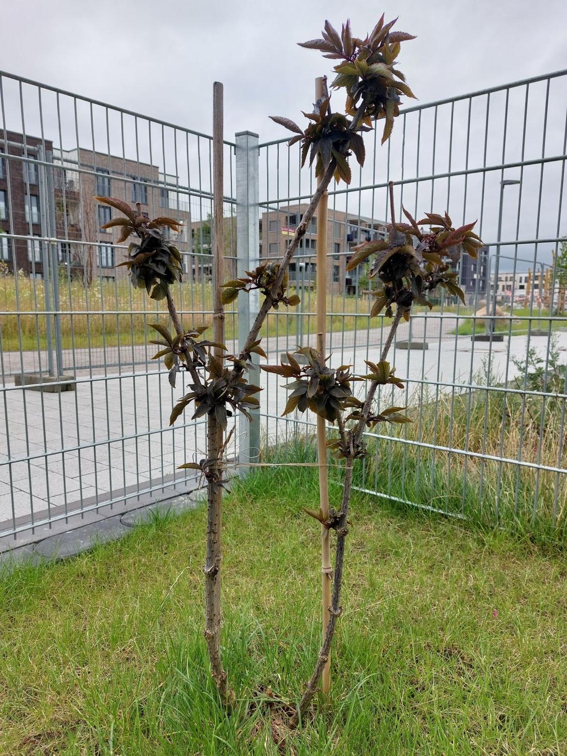 Rotlaubiger Säulen-Holunder 'Black Tower' - Sambucus nigra 'Black Tower ...