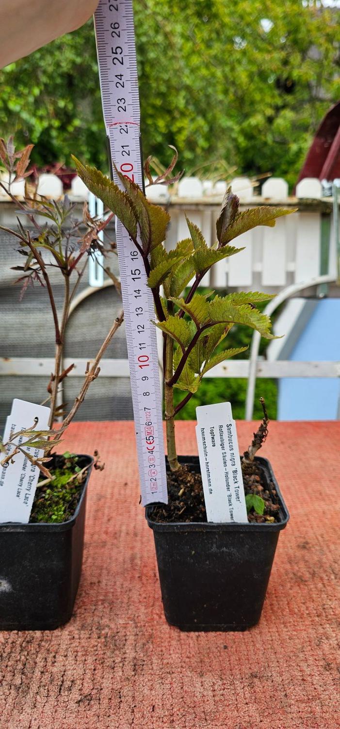 Rotlaubiger Säulen-Holunder 'Black Tower' - Sambucus nigra 'Black Tower ...